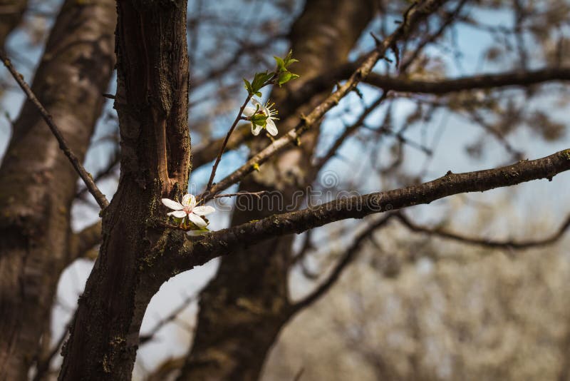 A Flower Growing Out of a Tree Crown. a Ray of Light in the Darkness ...