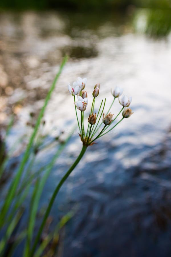 Flower Growing on the River Stock Photo - Image of flowers, growing ...
