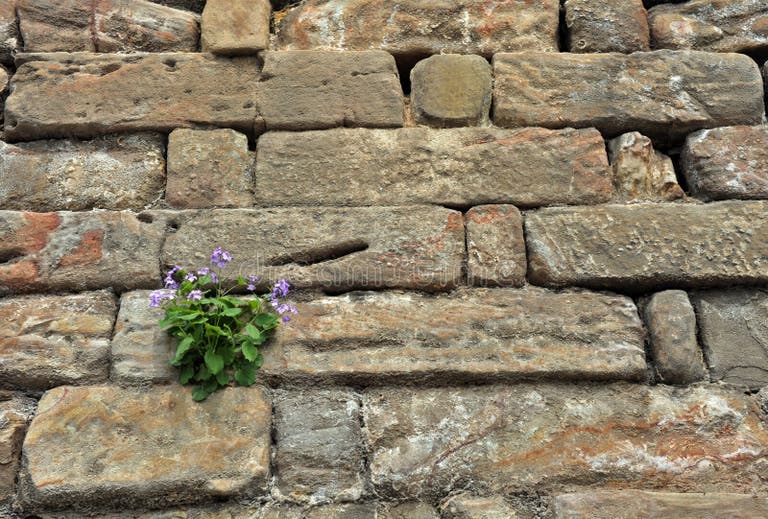 1,581 Rubble Flower Stock Photos - Free & Royalty-Free Stock Photos ...