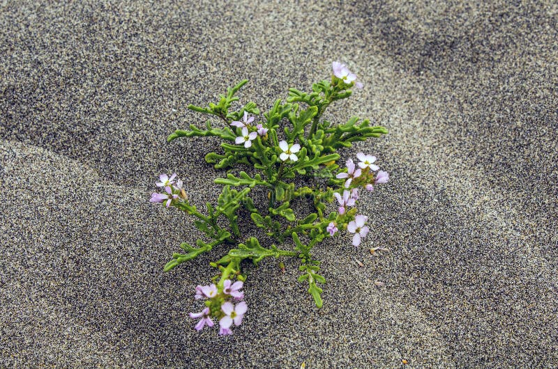 Flower Growing in Sand at the Beach Stock Photo - Image of ...