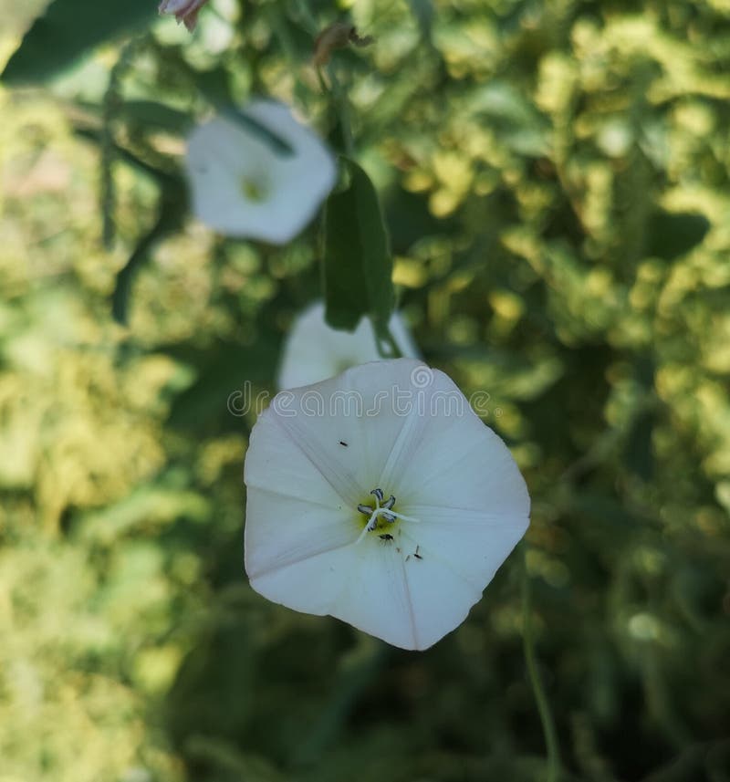 Flower stock image. Image of color, white, flower, growing - 124091199