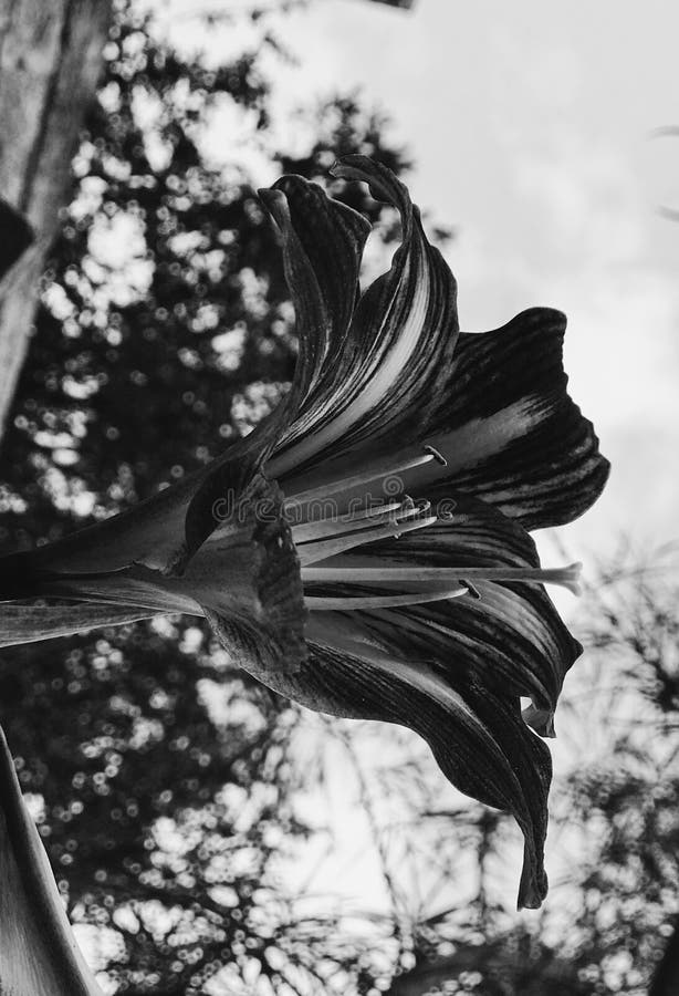 Great flower stock image. Image of flower, great, tall - 210066103