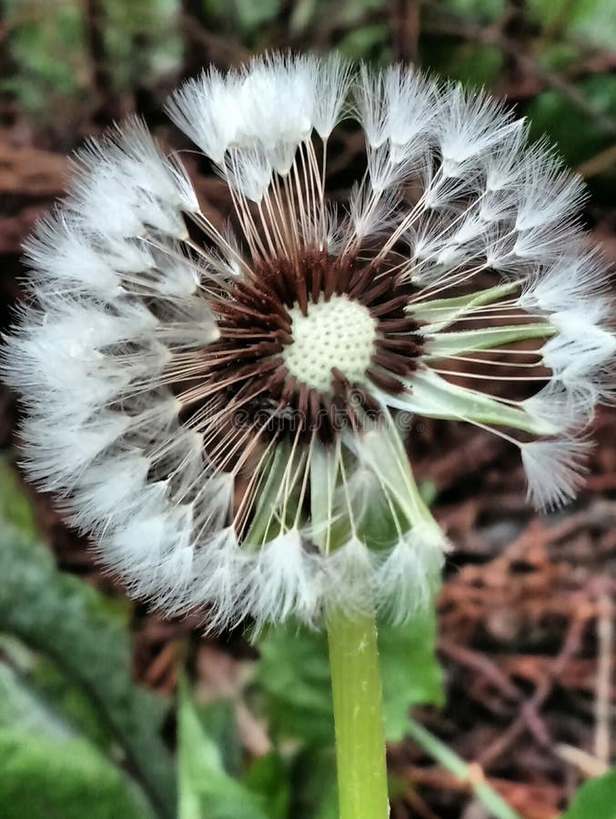 Flower stock image. Image of grown, bhutan, blossom, flower - 92734857