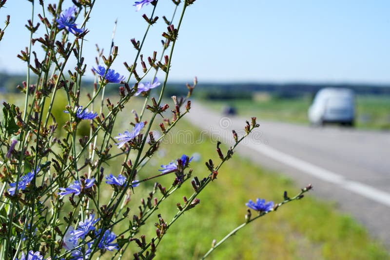 A Flower Grows on the Side of the Highway Stock Photo - Image of flower ...