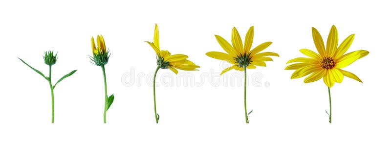 Flower growth stages stock photo. Image of gardening, concepts - 6088612