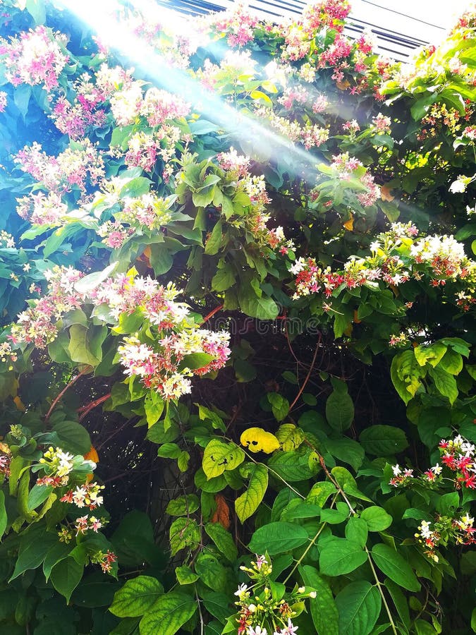 Flower guard stock image. Image of guard, shine, beautiful - 96745525