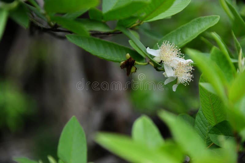 Flower of guava tree stock photo. Image of tree, health - 94311200