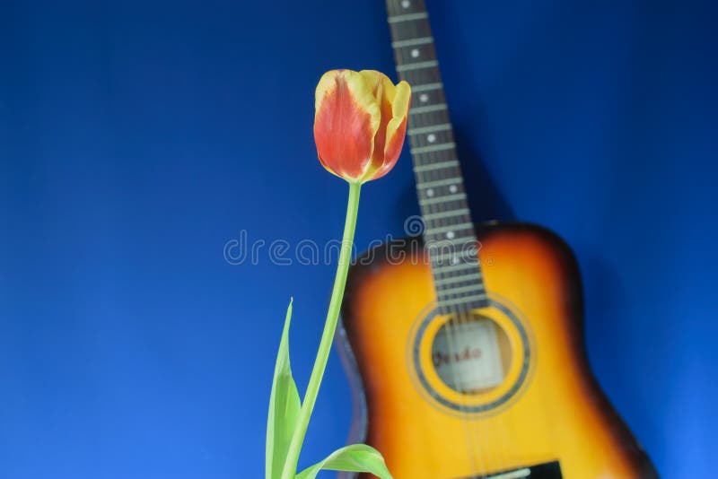 Flower and Guitar on a Blue Background Stock Photo - Image of guitar ...