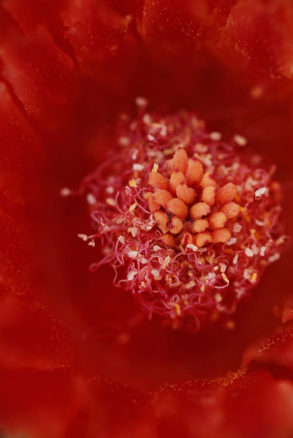 Flower Guts stock image. Image of inside, environment - 112532783