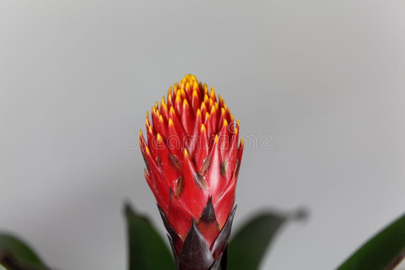 Flower of the Guzmania Hybrid Tala Stock Image - Image of houseplant ...