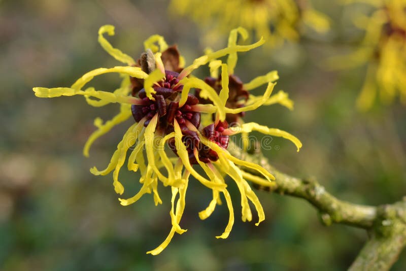 Flower of the Hamamelis. stock photo. Image of solitary - 28626458