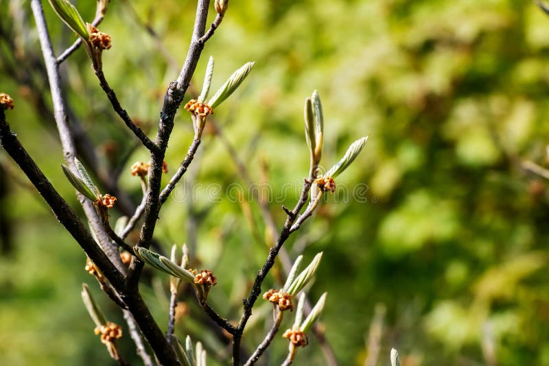 Flower of Hazel Witch Shrub, Hamamelis Virginiana in Early Spring ...