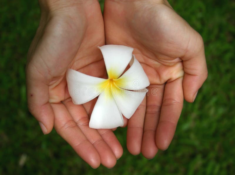 Hands and Flower stock photo. Image of magnolia, massage - 265324