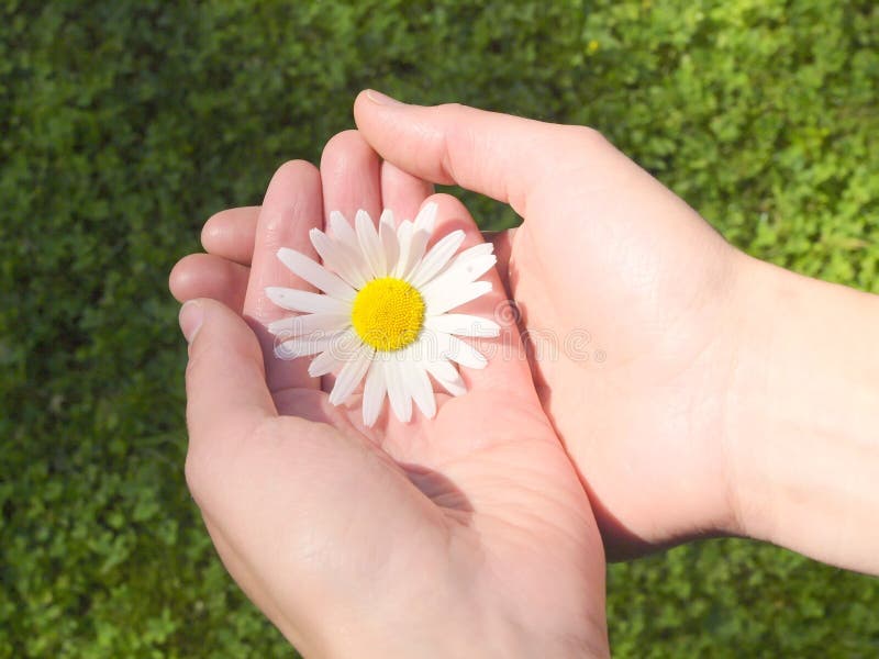 Flower in Hand stock photo. Image of spring, summer, blossom - 10575654