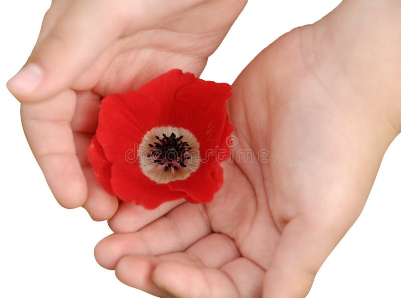 Flower hand stock image. Image of fingers, petal, coronaria - 12773211