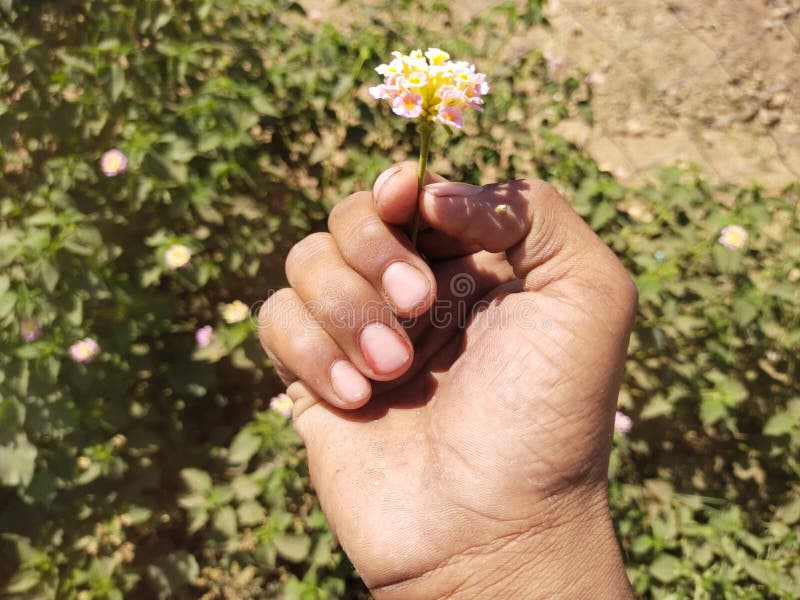 Flower and hand stock image. Image of spring, produce - 218806253
