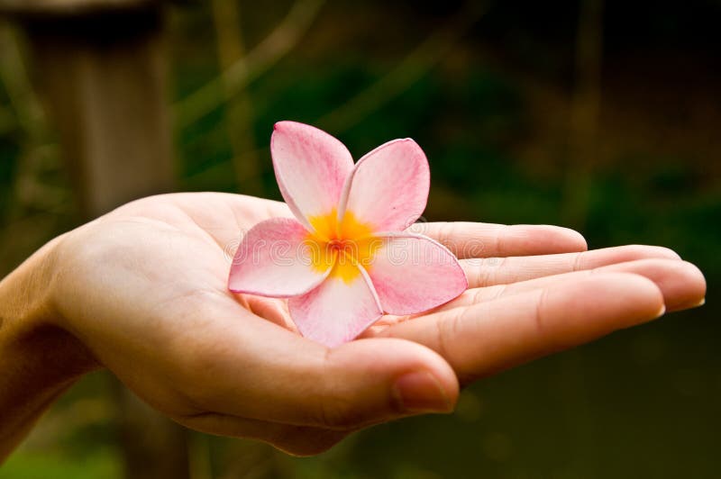 Flower in hand stock photo. Image of meeting, engagement - 23908664