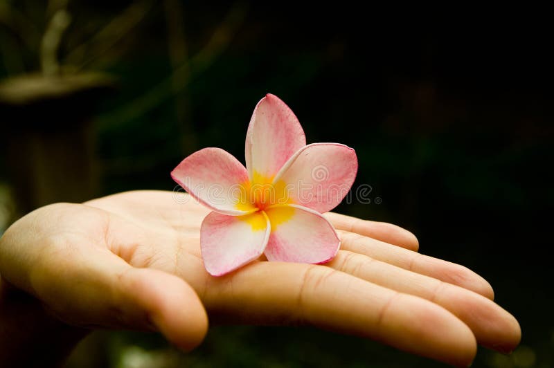 Flower on hand stock image. Image of aquatic, garden - 23911995