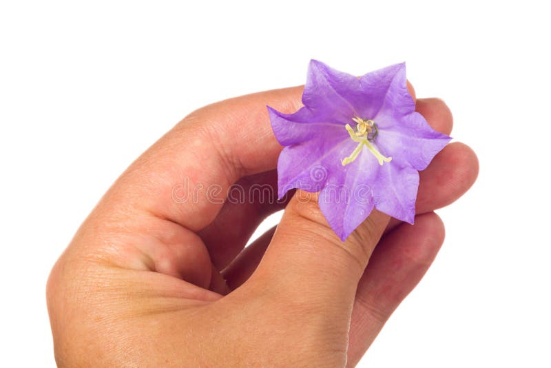 Flower in the hand stock photo. Image of hand, nature - 26049810