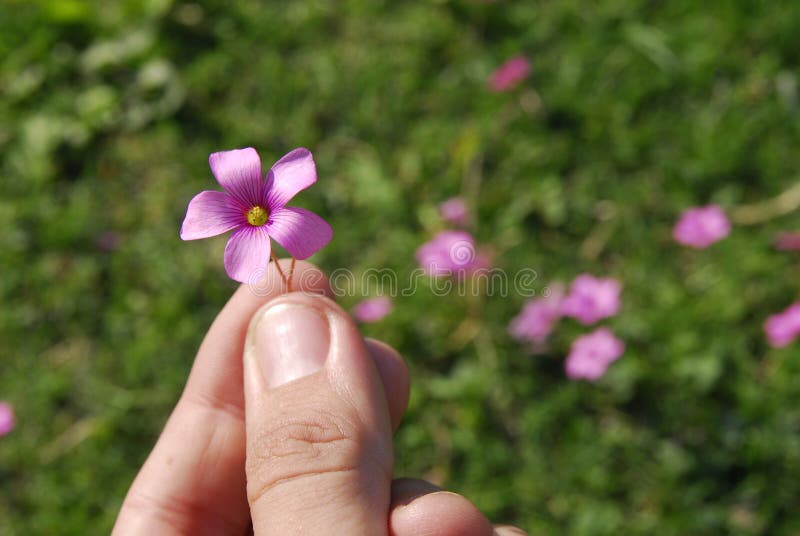 Flower in hand stock image. Image of finger, human, spring - 5211705