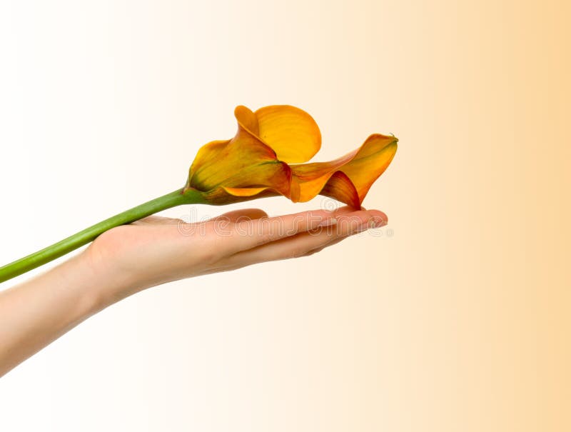 Flower in hands stock photo. Image of idea, beauty, health - 10274396