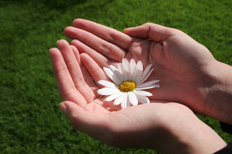 Hands and Flower stock photo. Image of finger, fingernail - 265324
