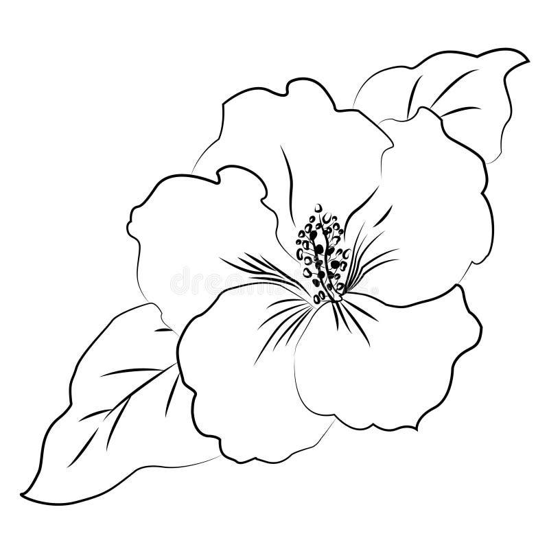 Flower Hand Drawing Illustration Stock Vector - Illustration of nature ...