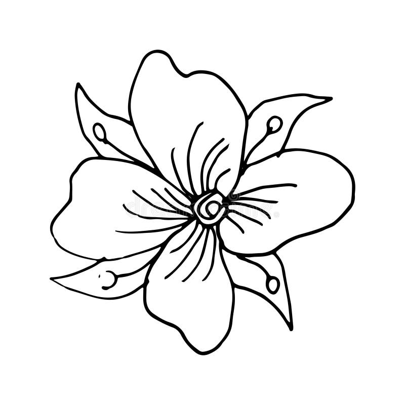 Flower Hand Drawn Vector Design Template Basic RGB Stock Illustration ...