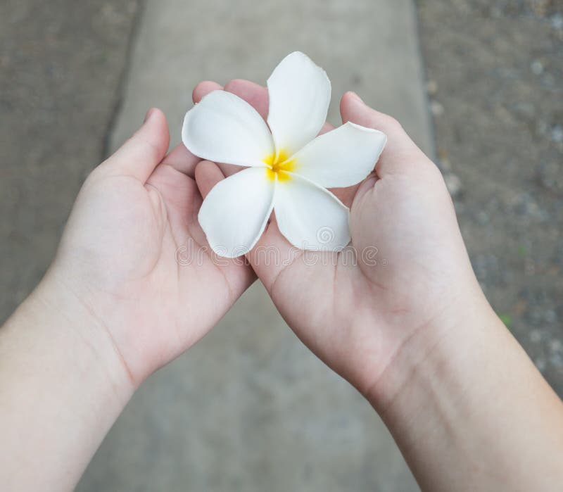 Flower in hand stock image. Image of lovely, fresh, bouquet - 67106257