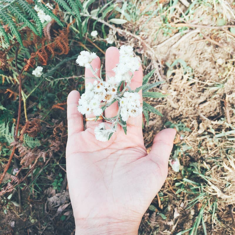 Flower in hand stock photo. Image of tree, beauty, flower - 118997780