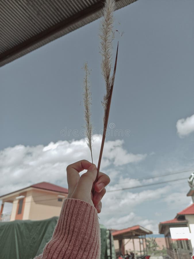 Flower Hand Pink Thatch Flowers Stock Photo - Image of hand, pink ...