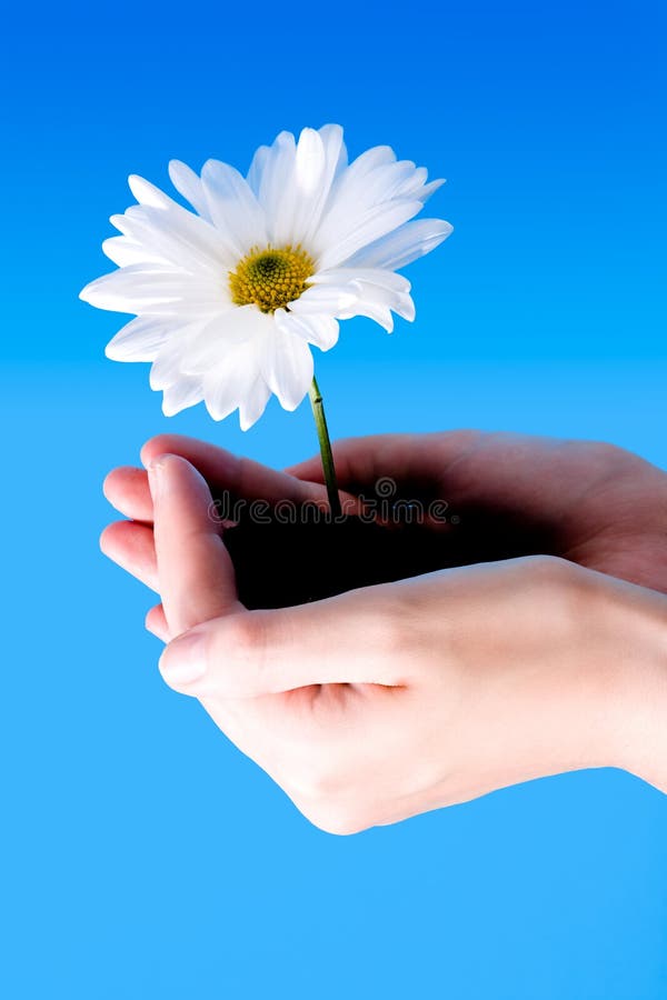 Yellow Flower in Hands of a Child Stock Image - Image of holding, love ...