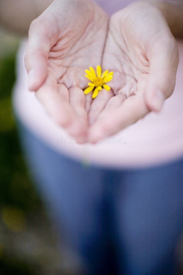 Flower in Hands stock image. Image of environmental, party - 5222473