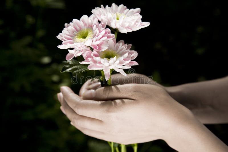 Flower in Hands stock image. Image of pebble, cleaning - 5526819