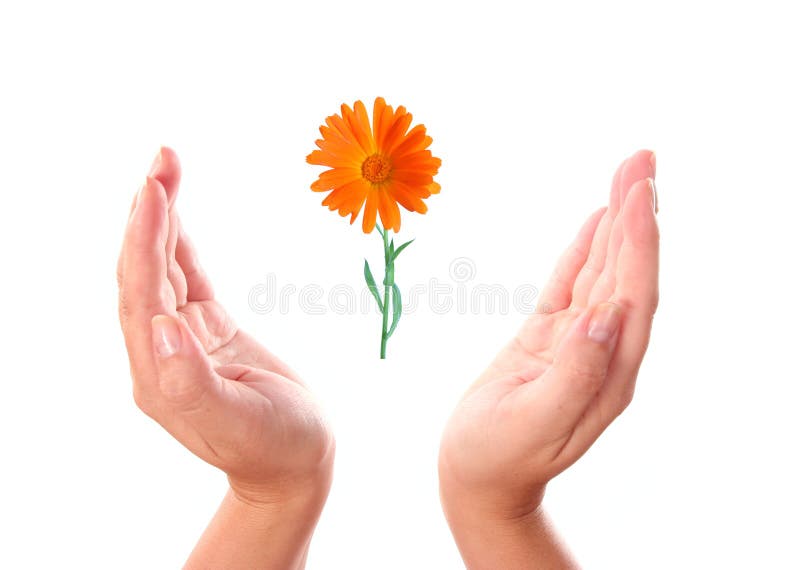 Flower in female hands stock image. Image of arrangement - 8150469
