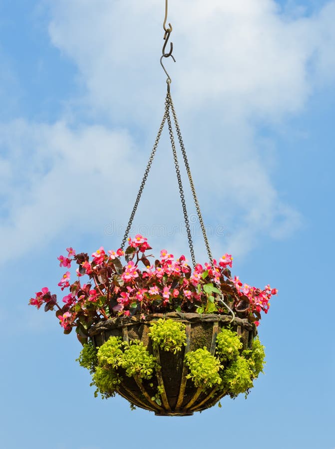 Flower hanging basket stock photo. Image of petal, flower - 32480404