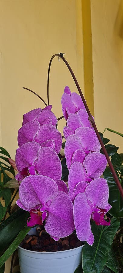 Flower of Happiness in the World Stock Photo - Image of happiness ...