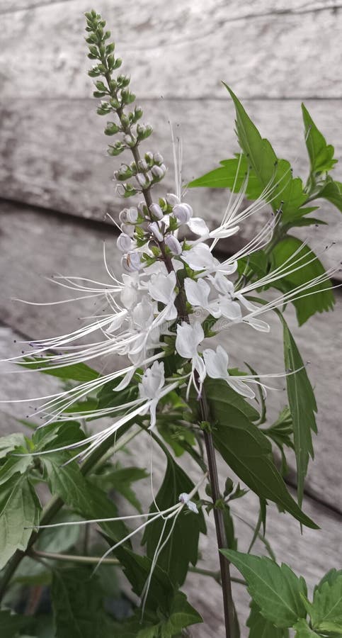 This Flower Has Long, White Stamens, Giving it a Unique Stock Photo ...