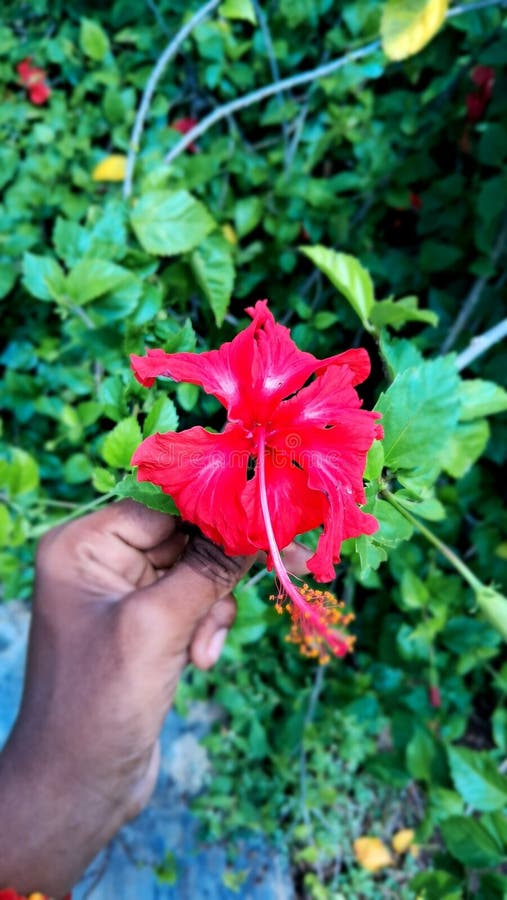 The Flower of Hawaiian Hibiscus Stock Image - Image of hawaiian, hibi ...