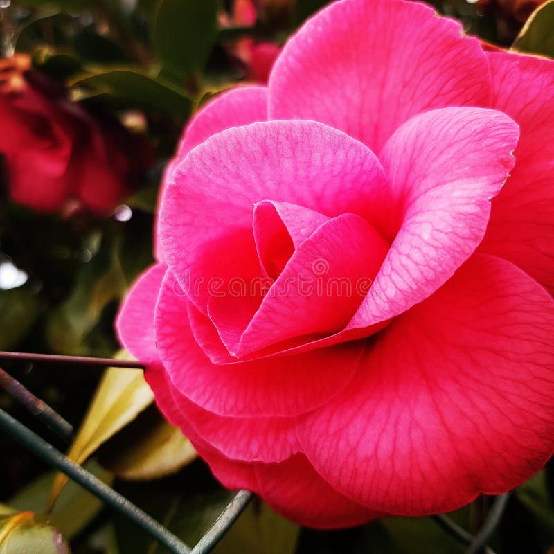 Flower stock image. Image of high, flower, flowerhd - 122126183