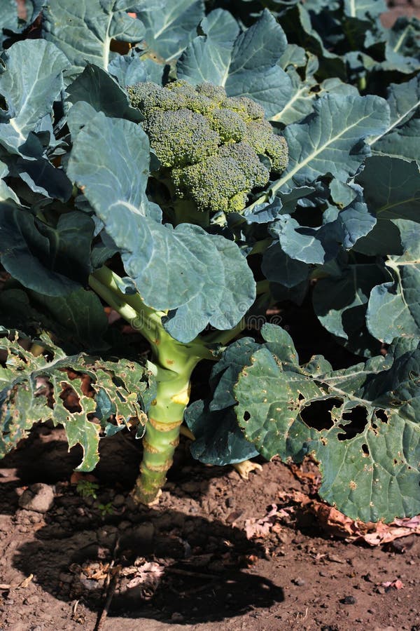 Flower Head of Broccoli, Brassica Oleracea Stock Image - Image of ...