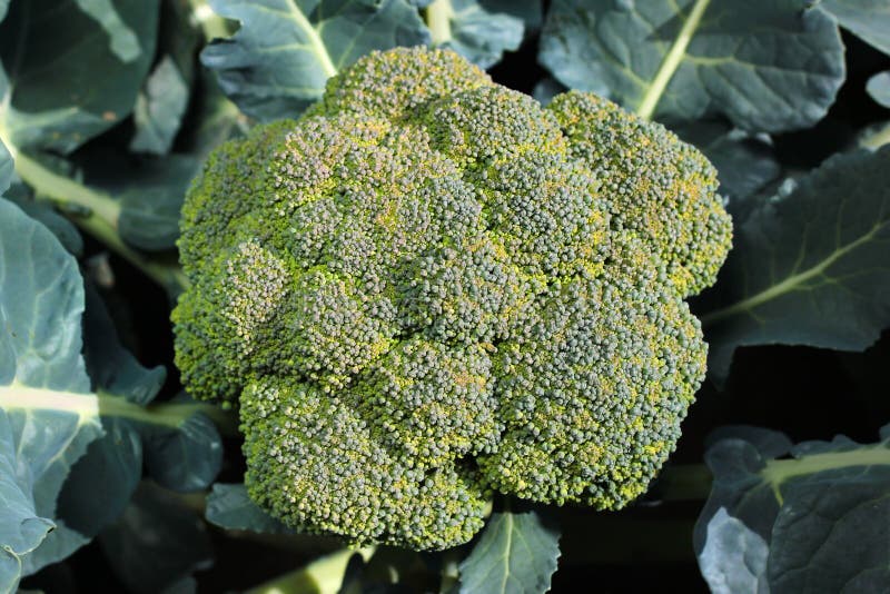 Broccoli Brassica Oleracea Italica is an Edible Green Plant in Cabbage ...