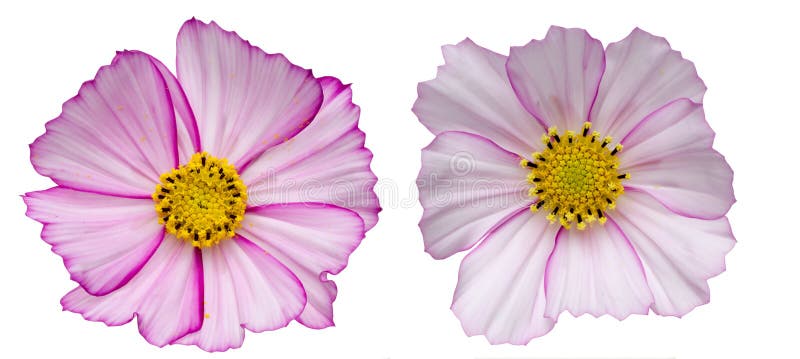 Dark Pink Cosmos Flower stock image. Image of garden - 45509965