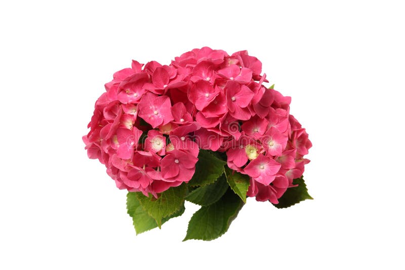 Flower Head of Hydrangea Isolated on a White Background. Stock Photo ...