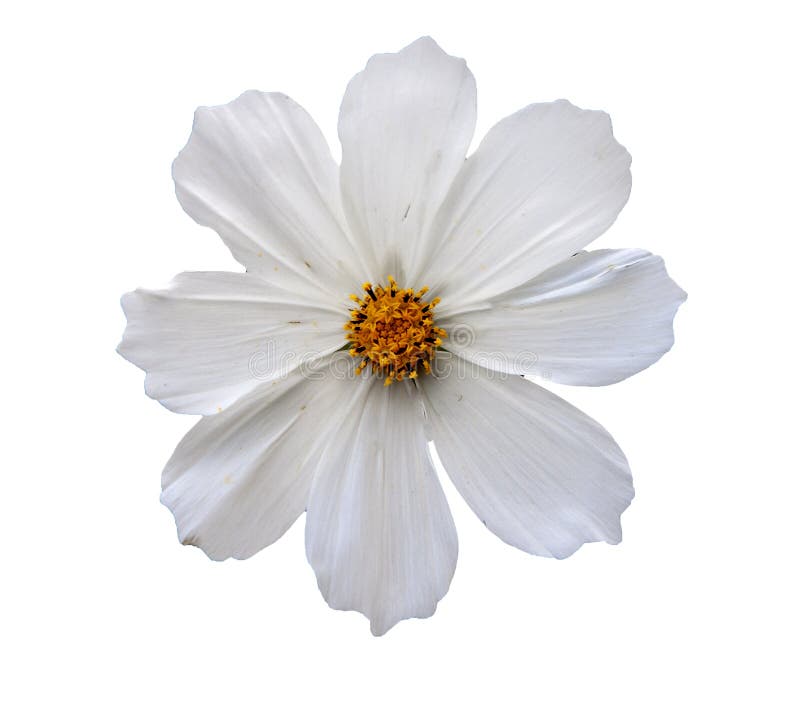 Flower head isolated stock image. Image of beauty, macro - 117364353