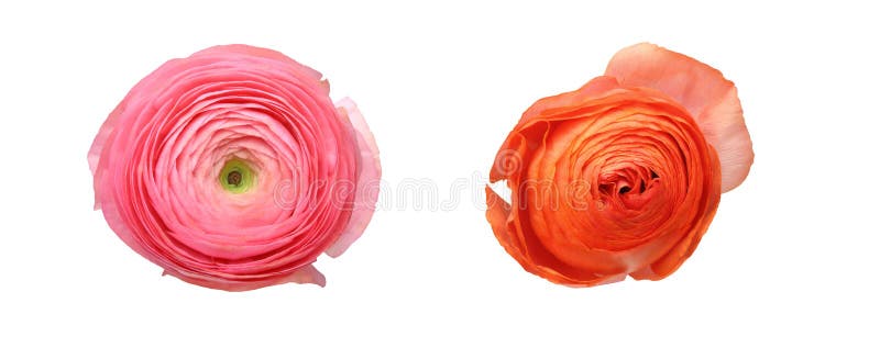 Flower Head of Persian Buttercup Stock Image - Image of flower, pink ...