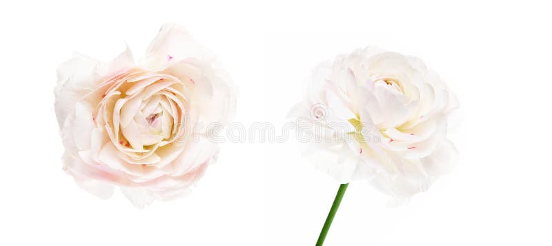 Flower Head of Persian Buttercup Stock Image - Image of head, buttercup ...