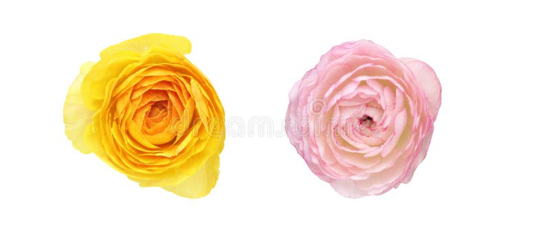 Flower Head of Persian Buttercup Stock Image - Image of studio ...