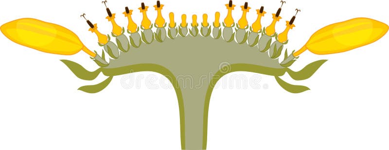 Parts of Sunflower Plant. Morphology of Flowering Plant with Root ...