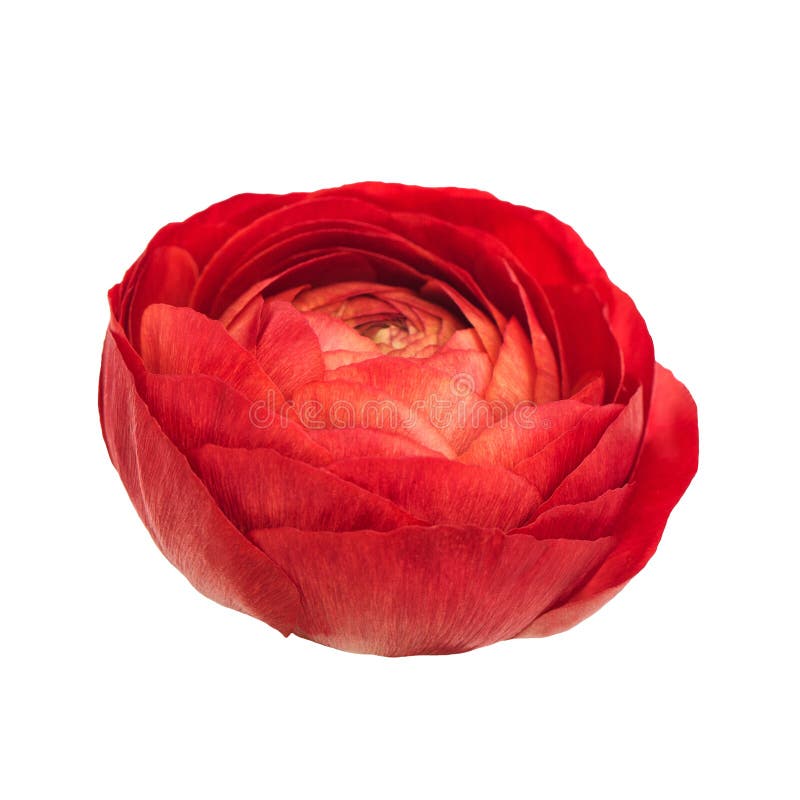 Flower Head. Red Ranunculus Isolated Transparent Background PNG Stock ...